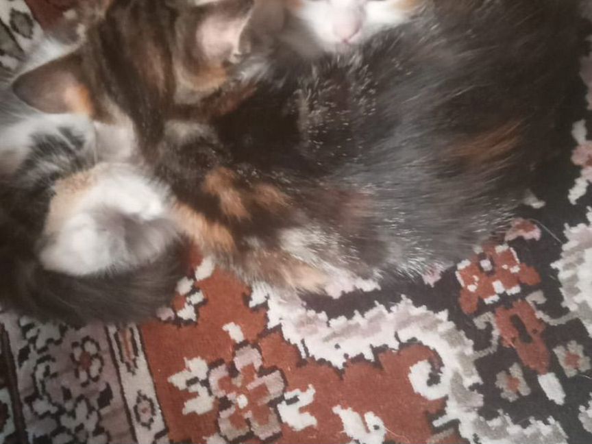 Малыши ищут дом