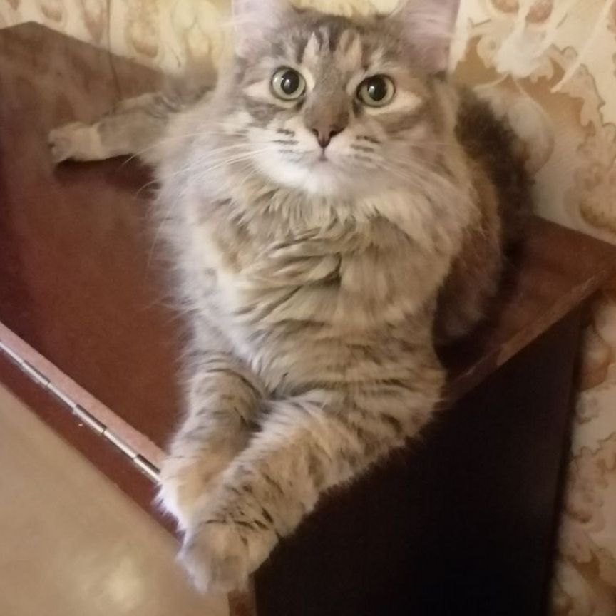 Кошка в добрые руки