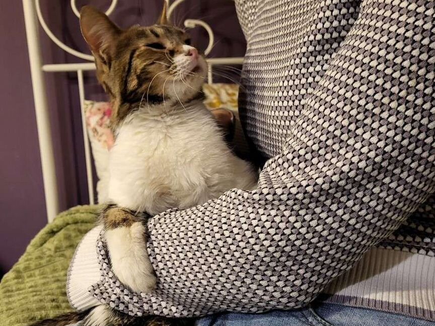 Кошечка компаньон. Ищет дом