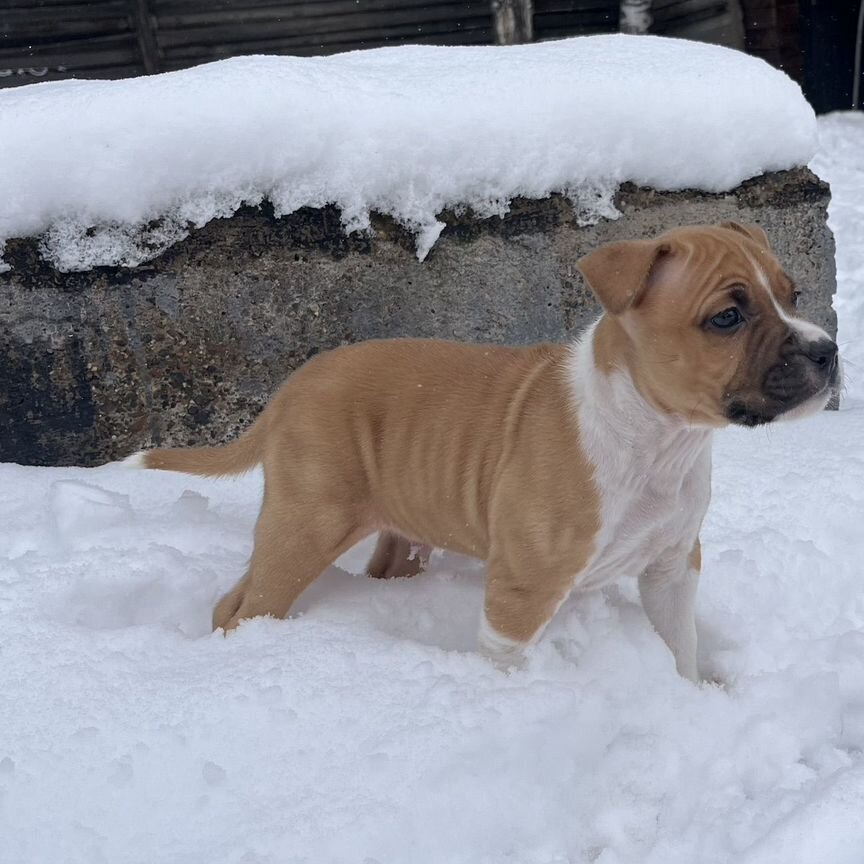 Американский стаффордширский терьер, щенок