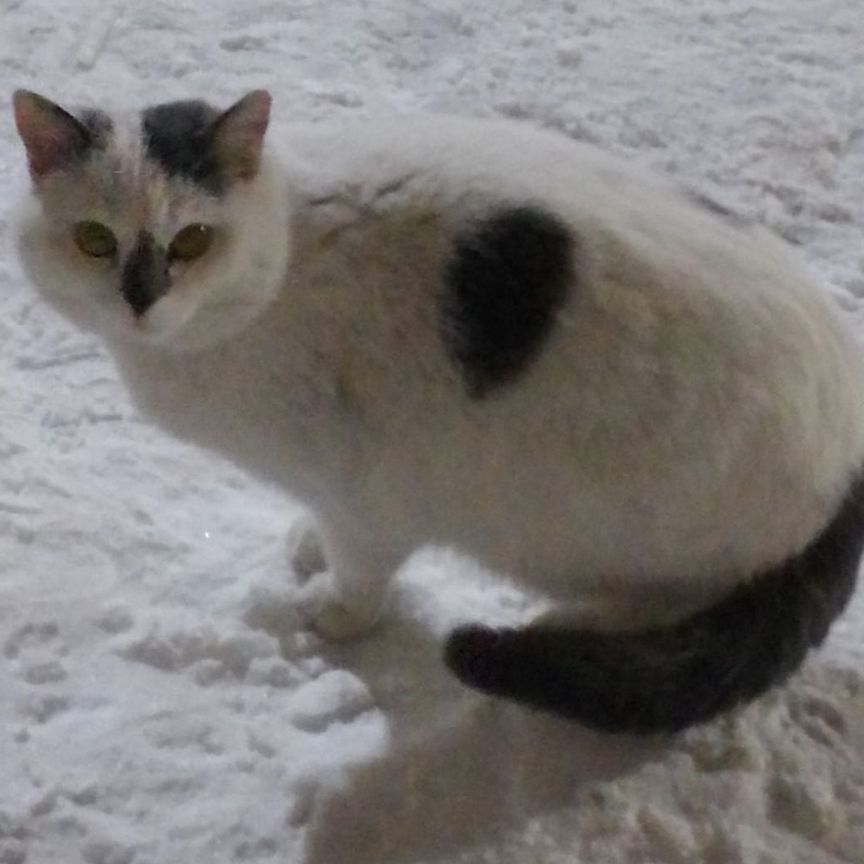 Взрослая кошка в добрые руки