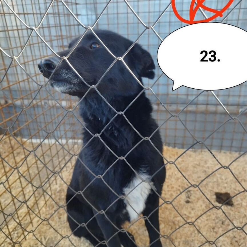 Собака в добрые руки