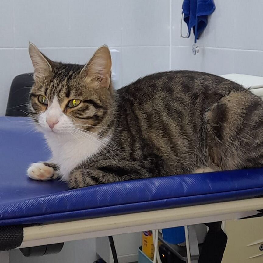 Милый котик в добрые руки