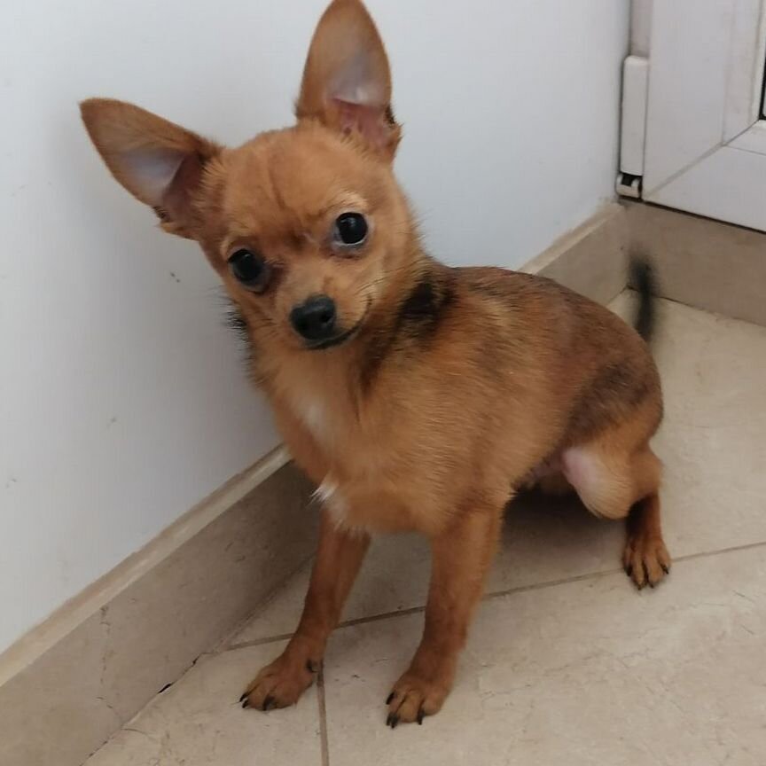 Русский той-терьер, щенок