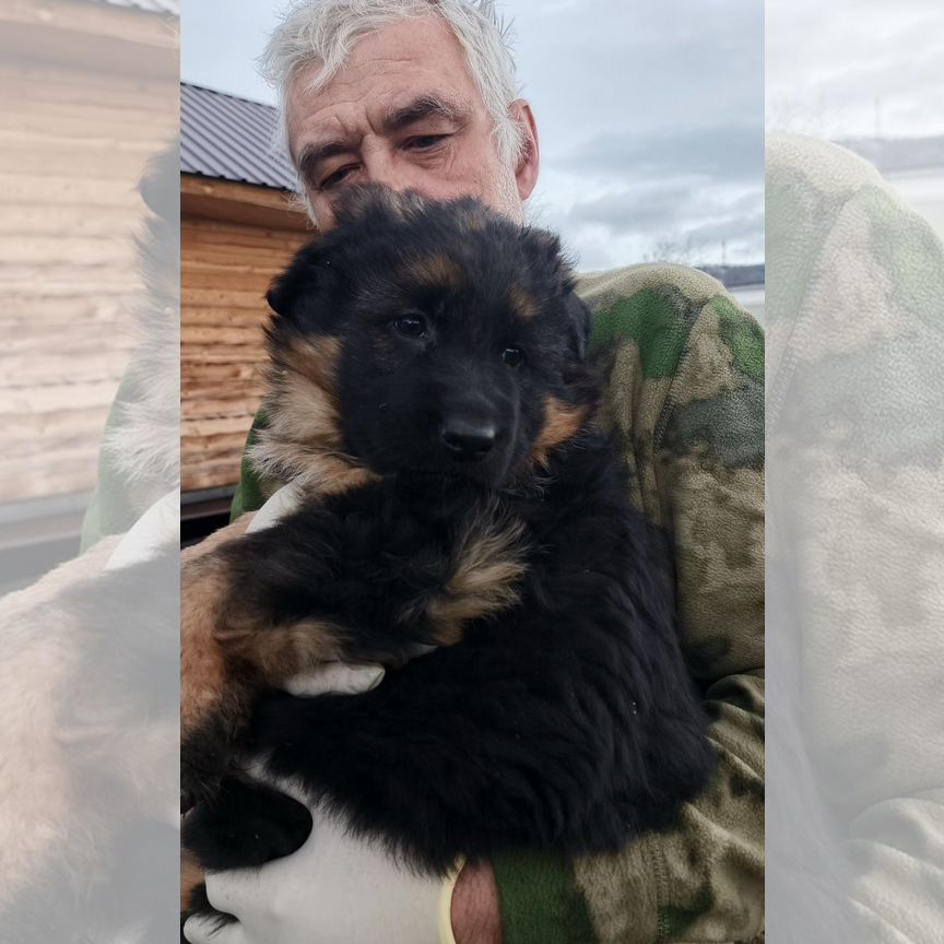 Немецкая овчарка, щенок