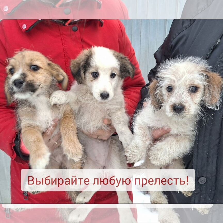 Щенок в добрые руки