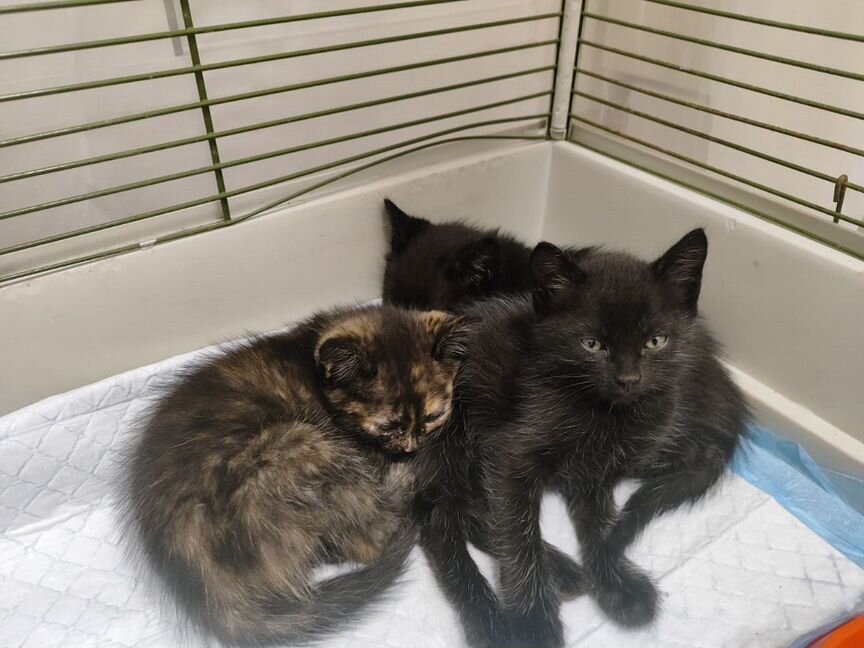 Милые котята в добрые руки