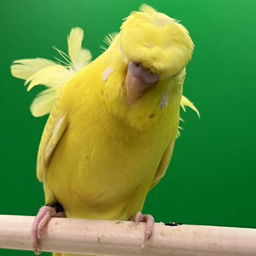 Волнистый попугай хагоромо