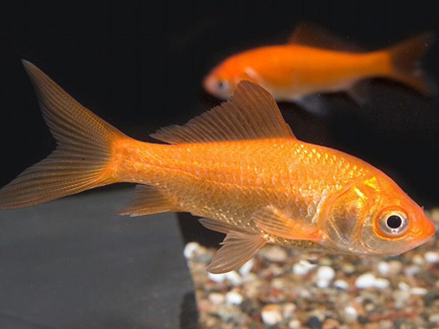 Золотая рыбка "Комета"