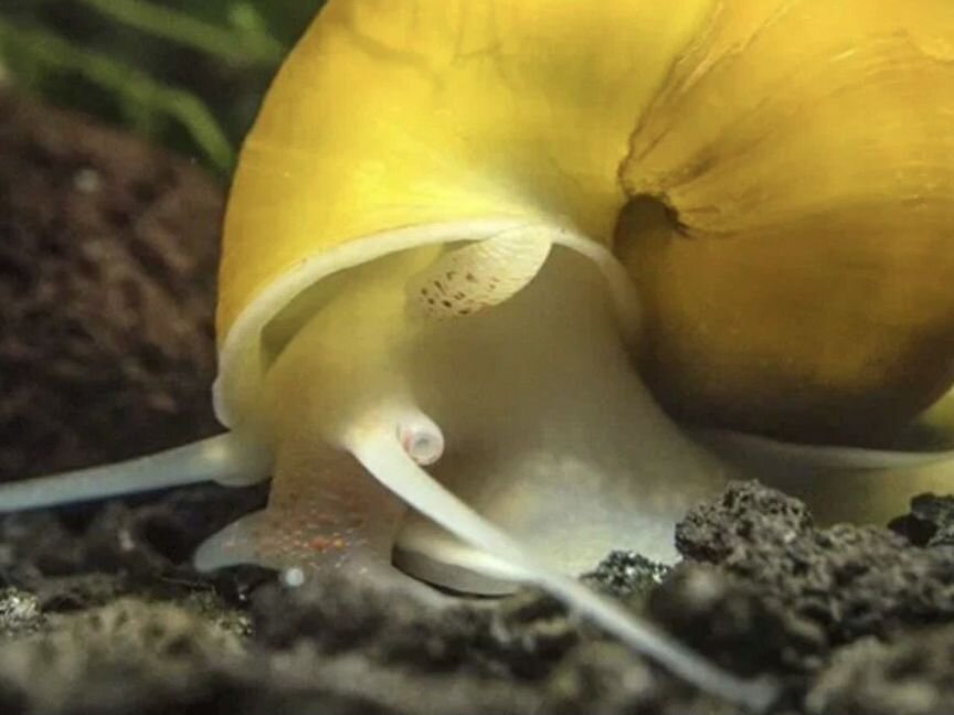 Улитки ампулярии