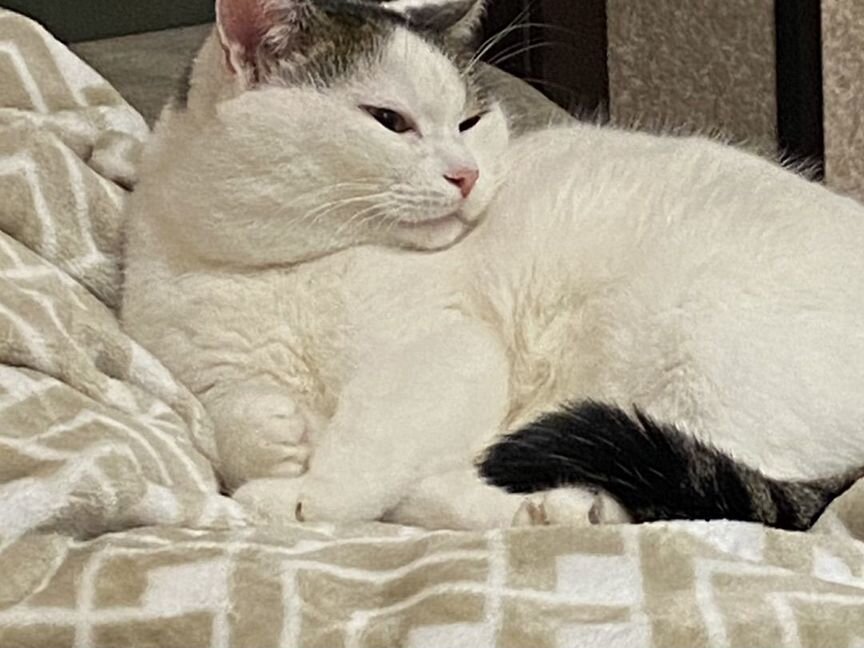 Ласковая Кошка Белка