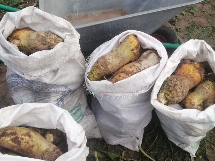 Свекла кормовая