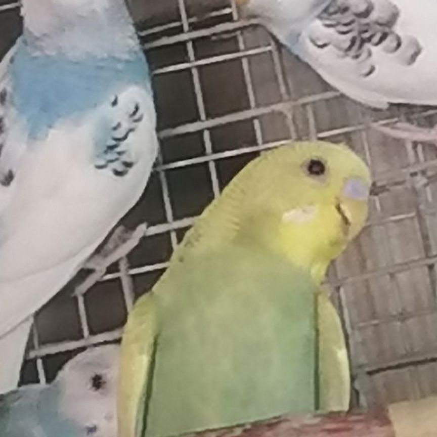 Продаются волнистые попугайчики, молоденькие