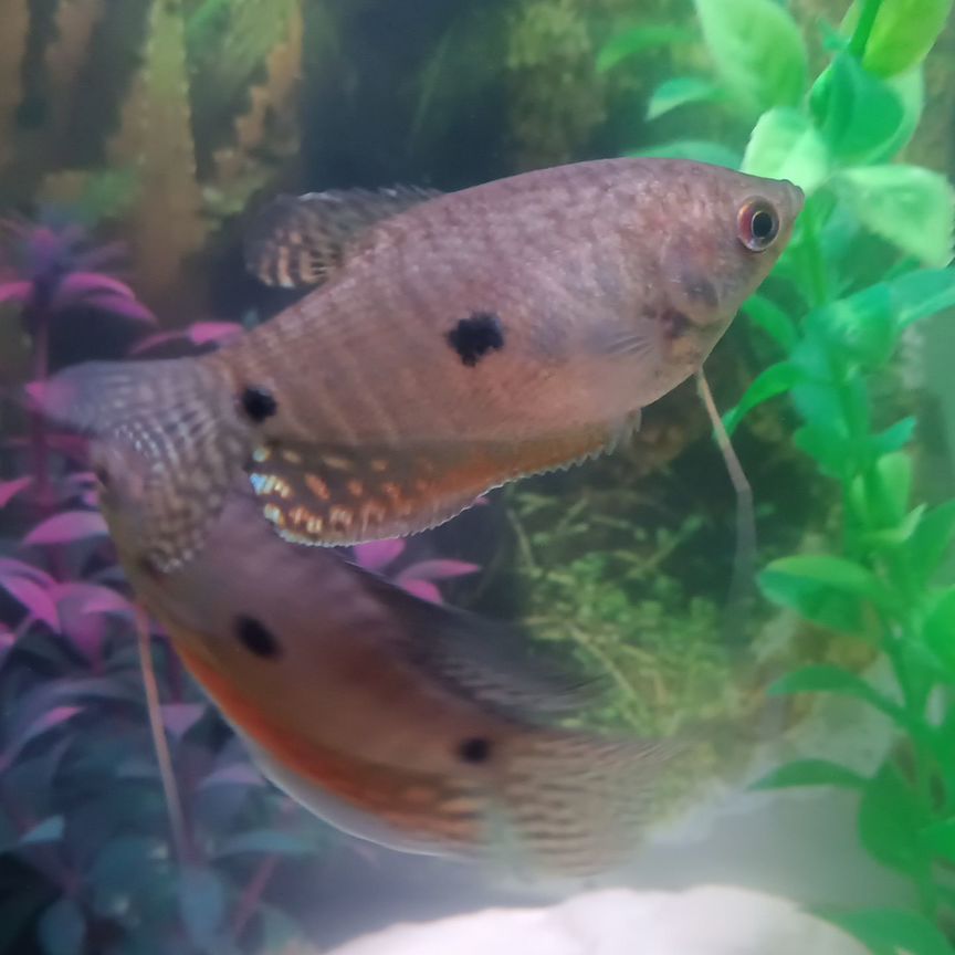 Гурами самка и самец