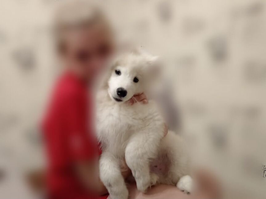 Щенки самоеда
