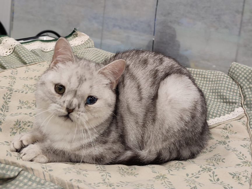 Котик породы Топаз с разноцветными глазами