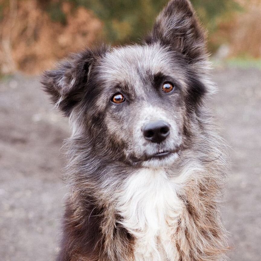 Бордер-колли, взрослая собака