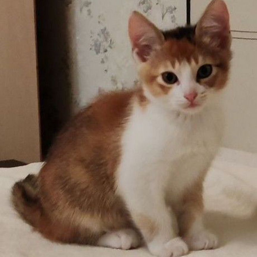 Котята в добрые руки бесплатно мальчики и девочки