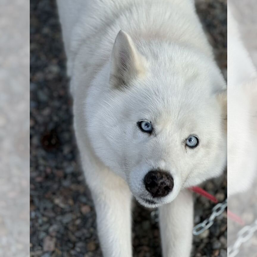 Сибирский хаски, щенок