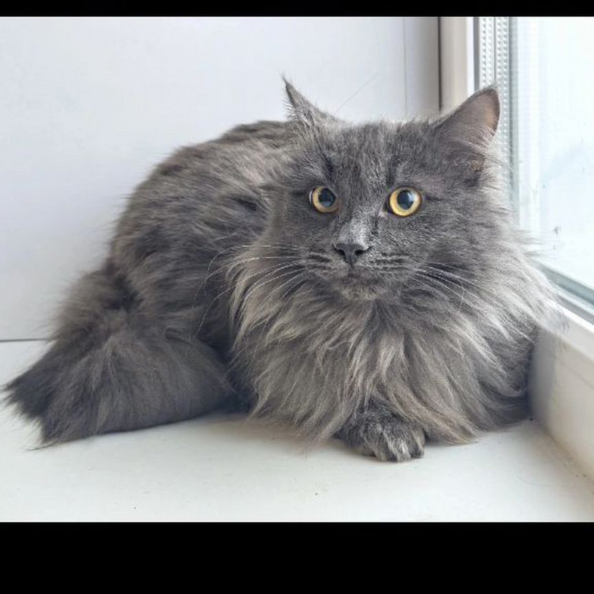 Кот дымок
