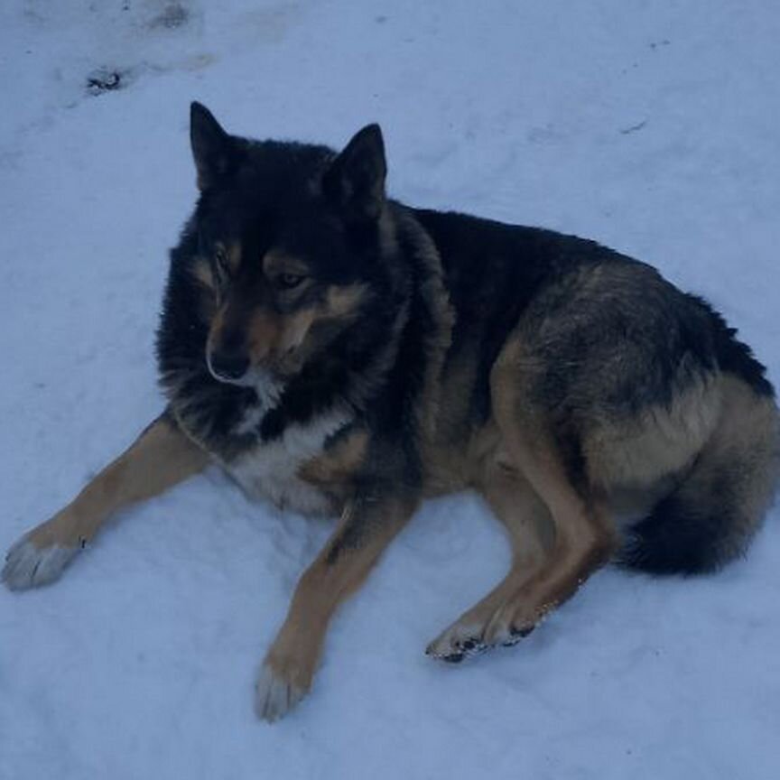 Лайка, взрослый пёс