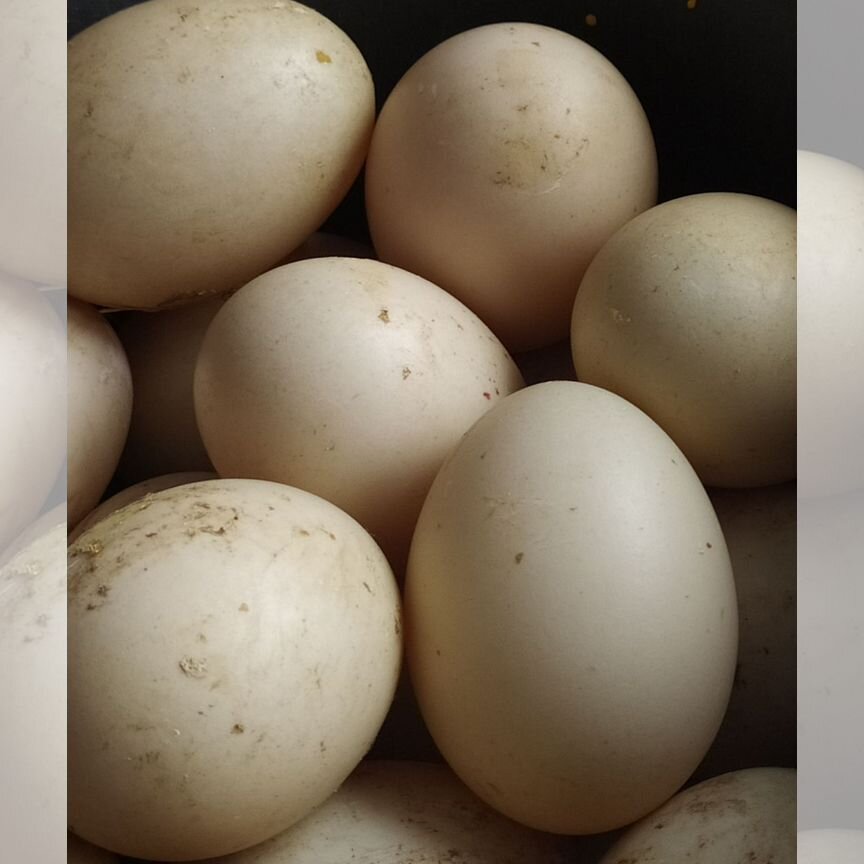 Инкубационное яйцо индоутки тяжелой линии Гримо