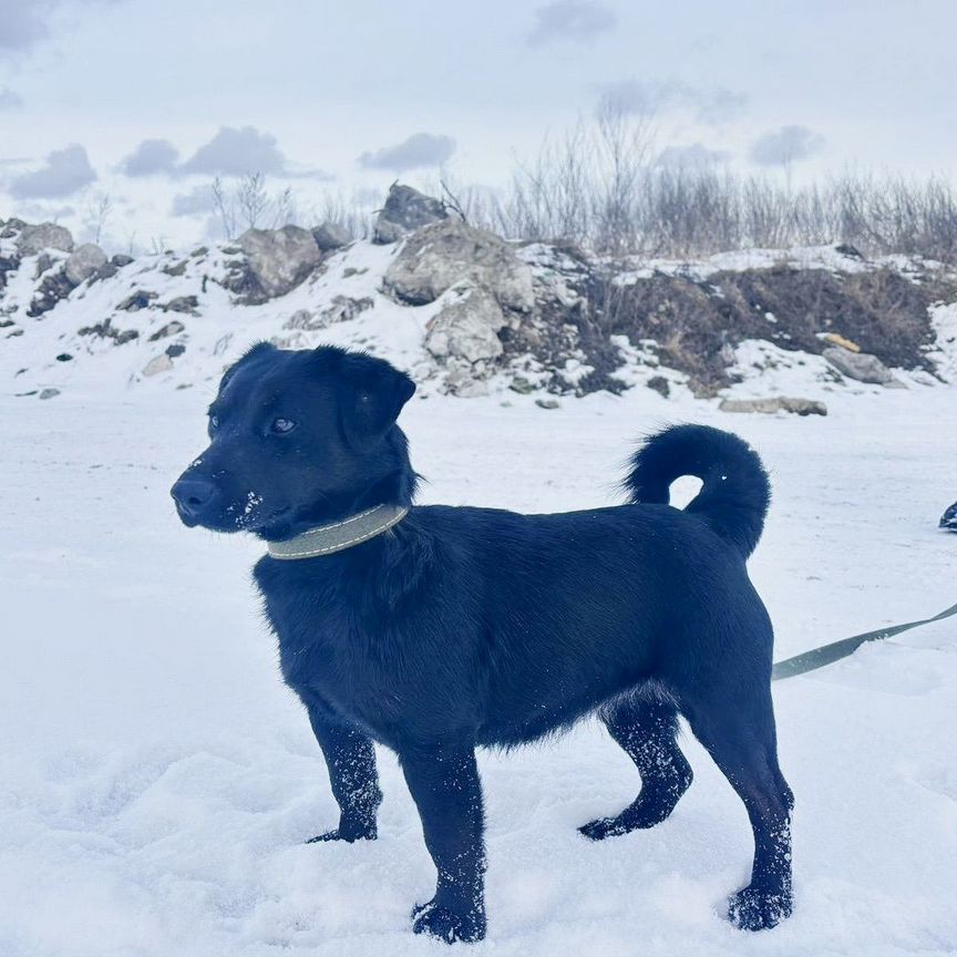 Собака в добрые руки