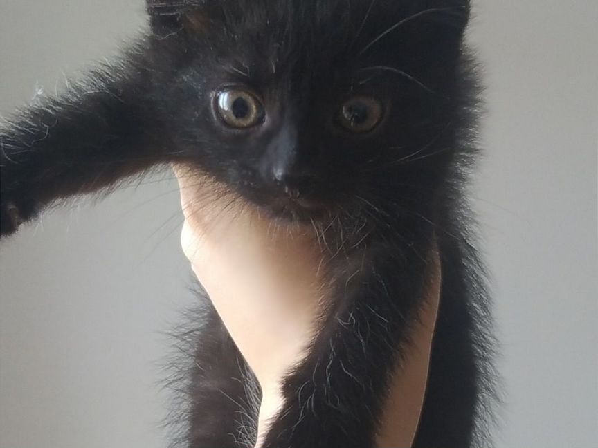 Котёнок в добрые руки