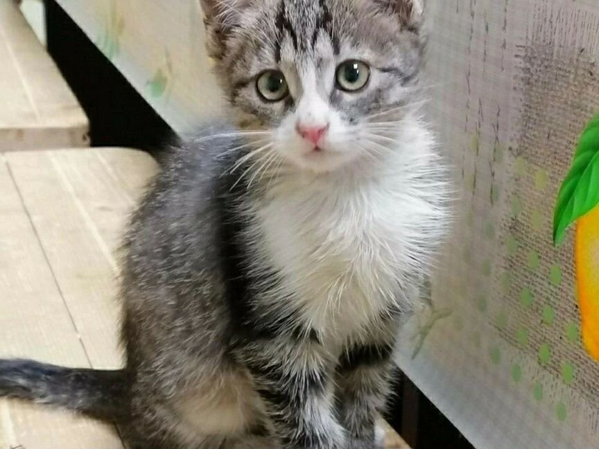 Котёнок Лика