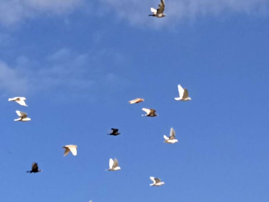 Почтовые голуби