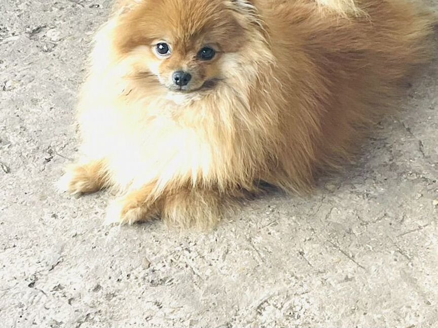 Померанский шпиц