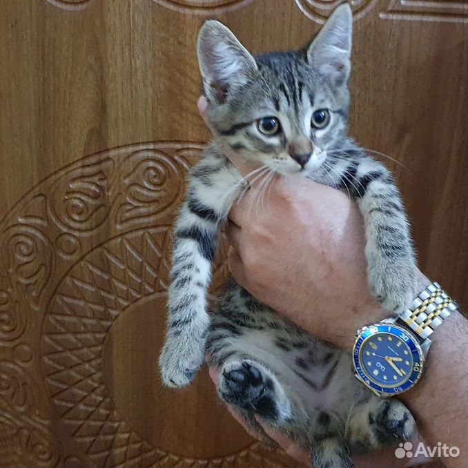 Отдам в хорошие руки домашних котят