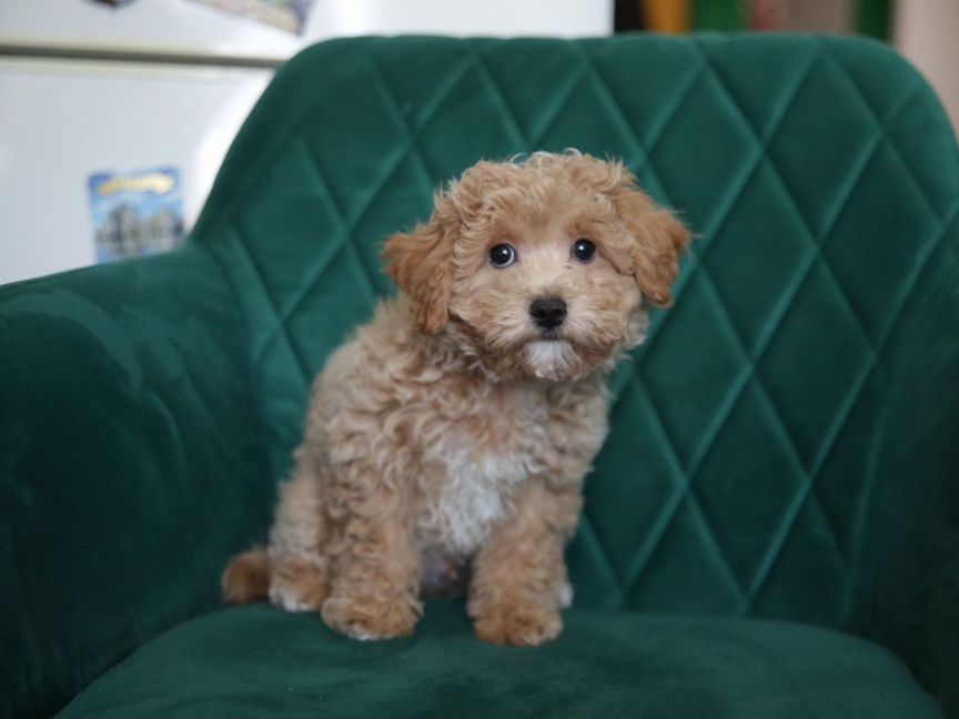 Мальтипу мальчик в Спб