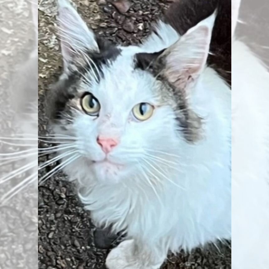 Взрослый кот в добрые руки