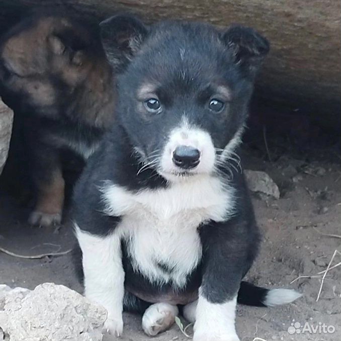 Молли грозит опасность