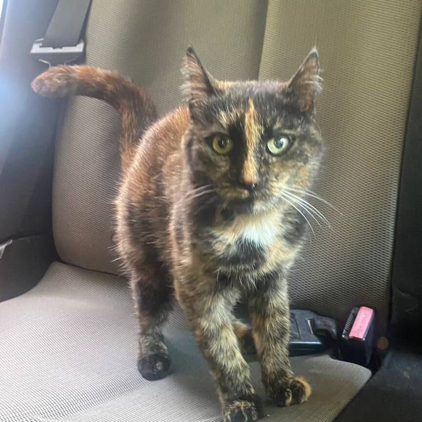 Кошечка стерилизованная спокойная черепашечка