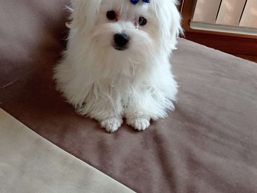 Мальтийская болонка