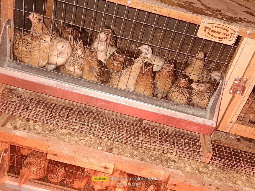 Перепела несушки