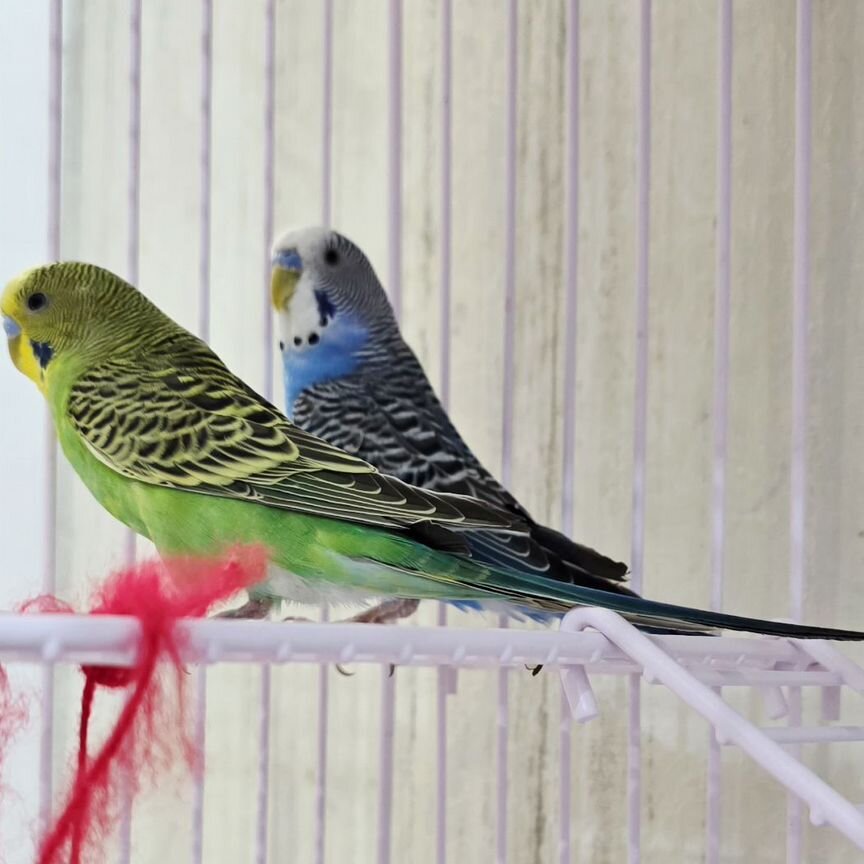 Волнистый попугай