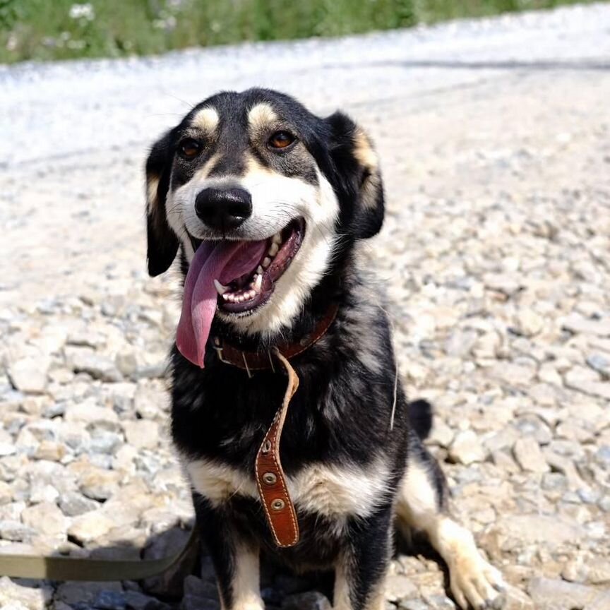 Хозяин, я тебя жду