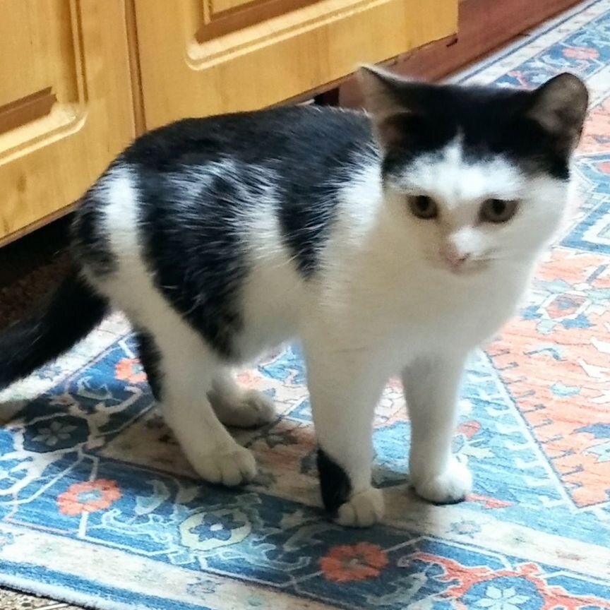 Котята в добрые руки бесплатно мальчики