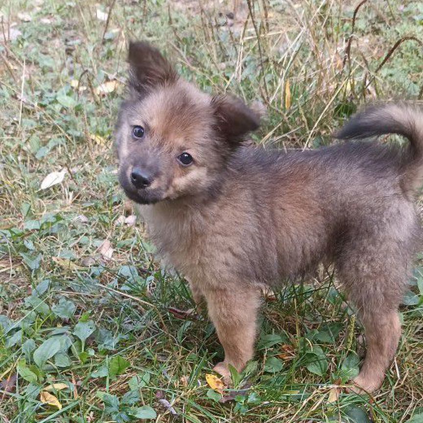 Щенок Жулик маленького размера