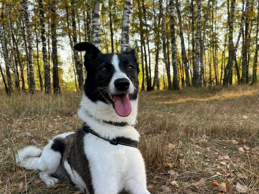 Собака хочет найти семью