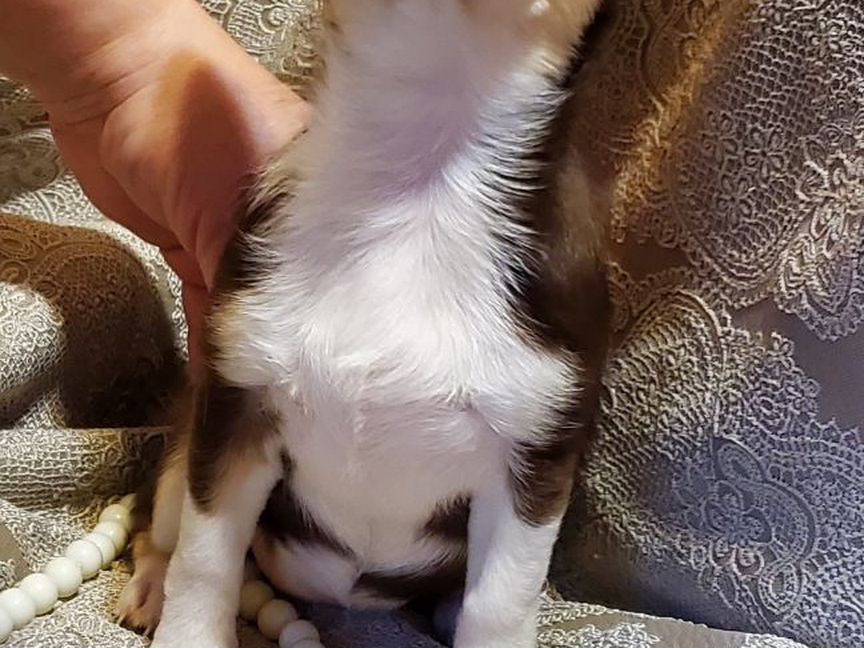 Щенки чихуахуа гладкошëрстные