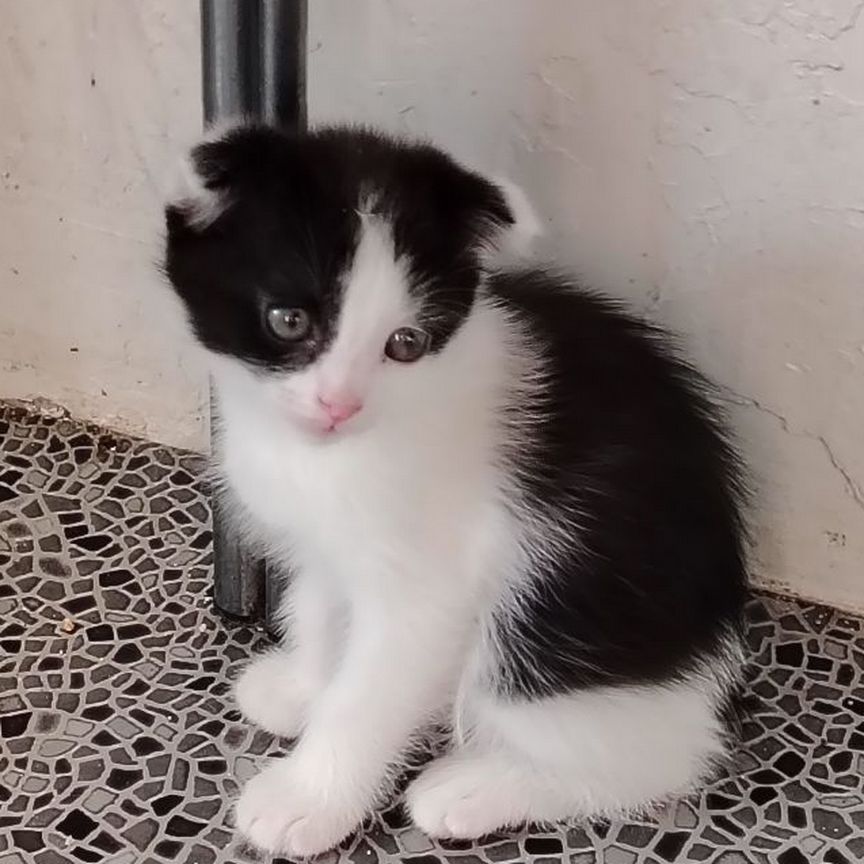 Курильский бобтейл длинношёрстный котёнок