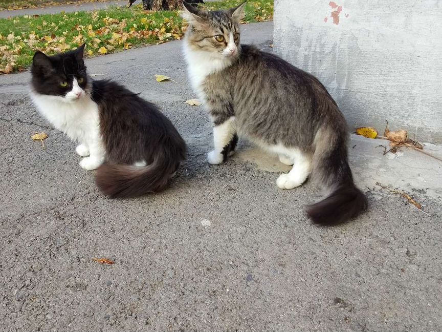 Котики в добрые руки