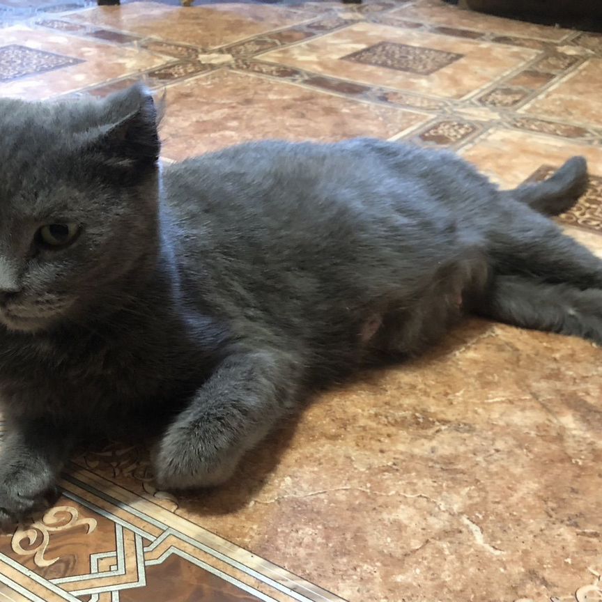 Шотландская кошка в добрые руки