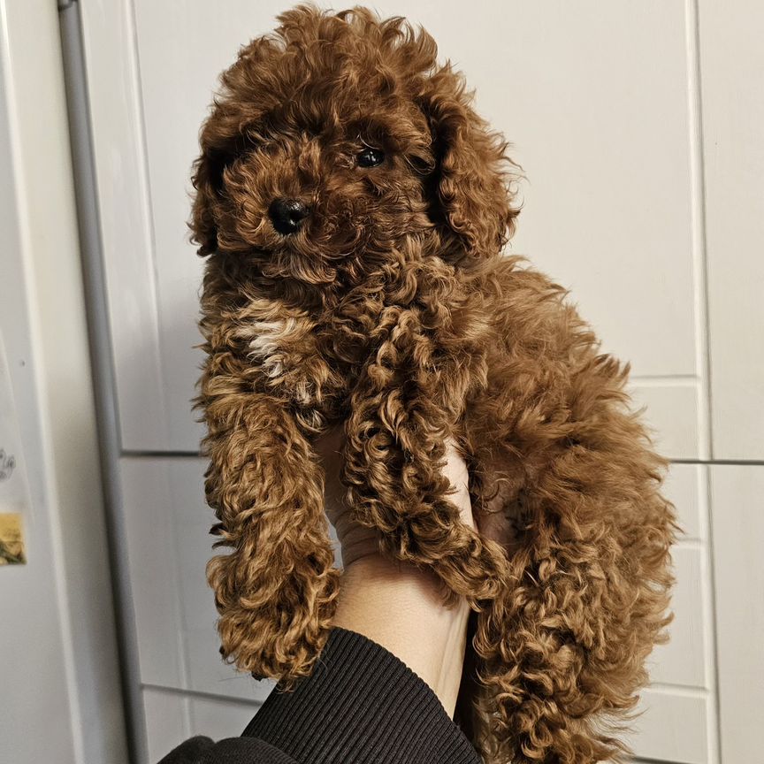 Той-пудель, щенок