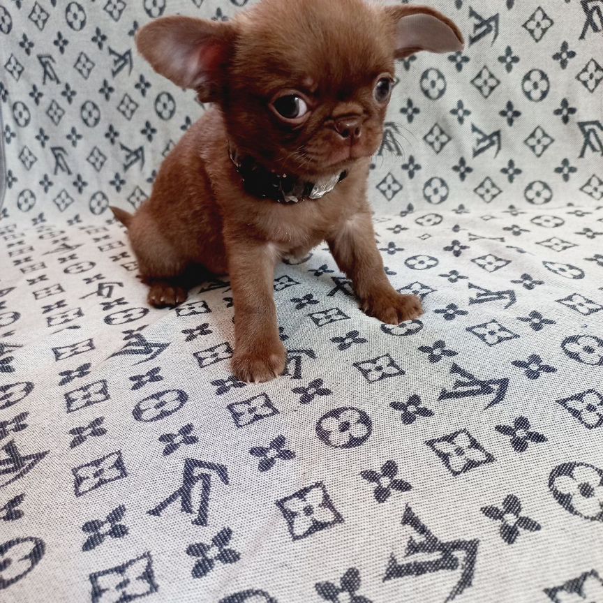 Щенки чихуахуа