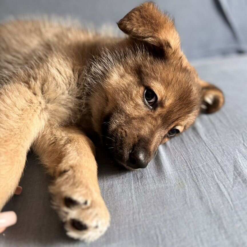 Щенок в добрые руки